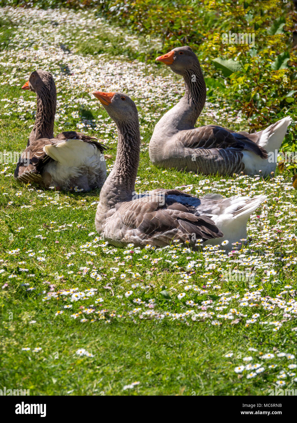 Geese farmyard hi-res stock photography and images - Alamy