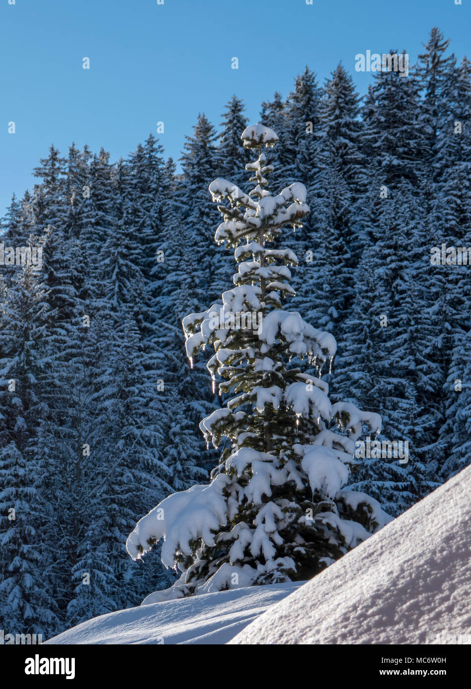 snow laden trees in sunshine Stock Photo - Alamy