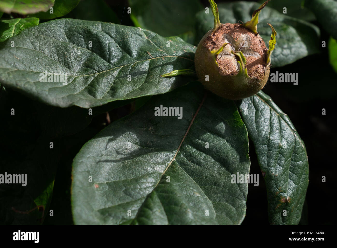 Medlar fruit and supporting leaves on the tree facing into the sun ...