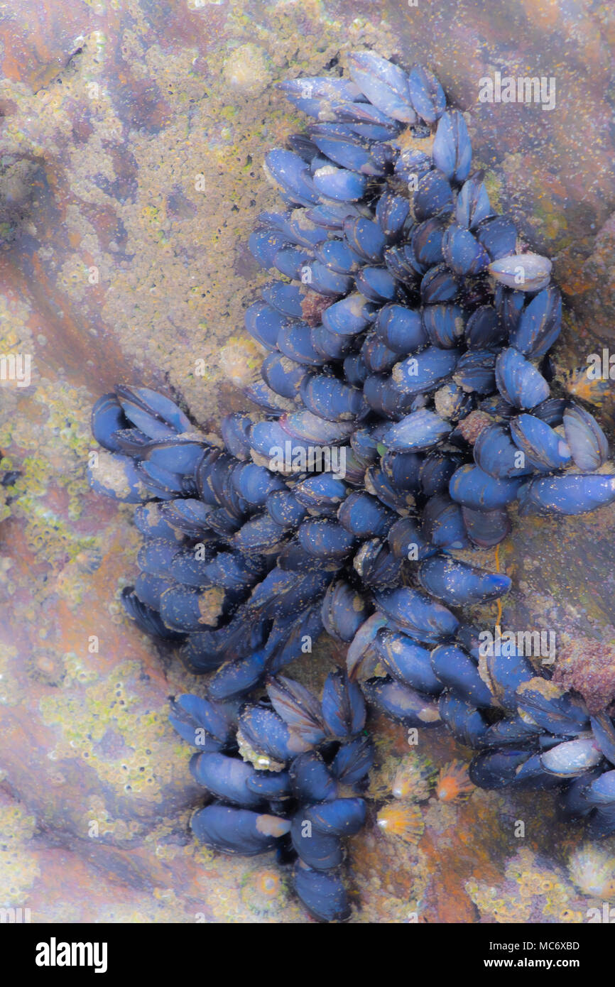 Shell like rock hi-res stock photography and images - Alamy