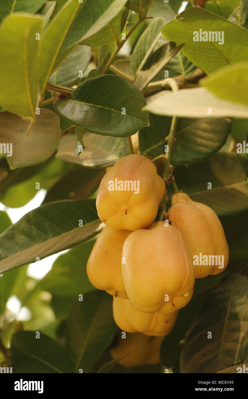 Cashew nuts on a tree Stock Photo - Alamy