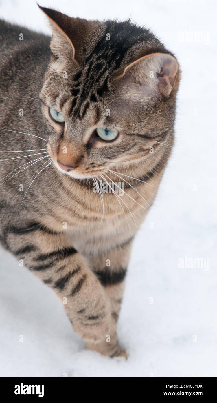 Bengal Tiger Kittens