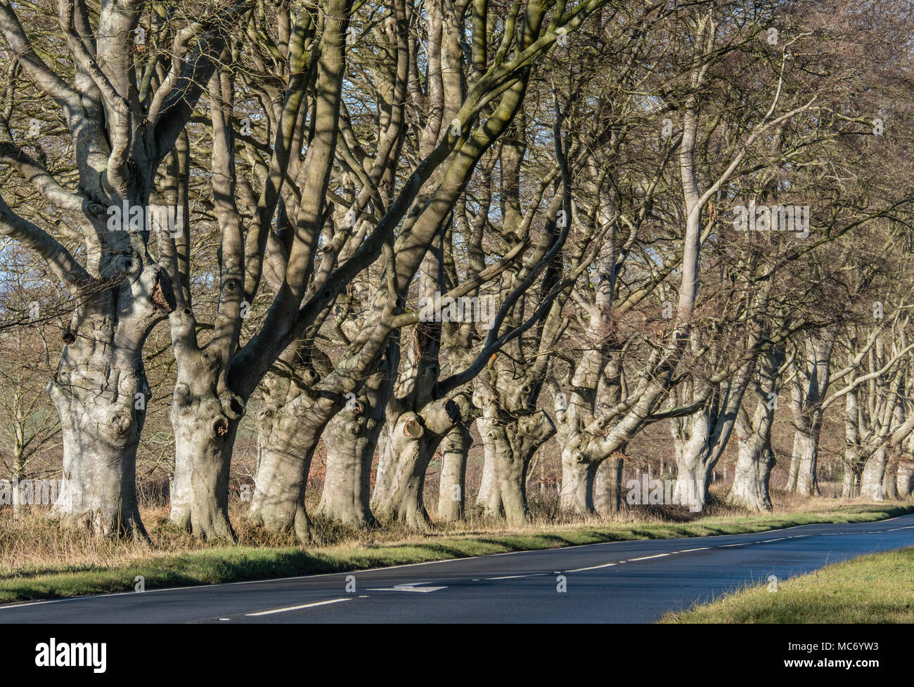 A road lined with Beech trees in Winter with bare trunks and branches ...