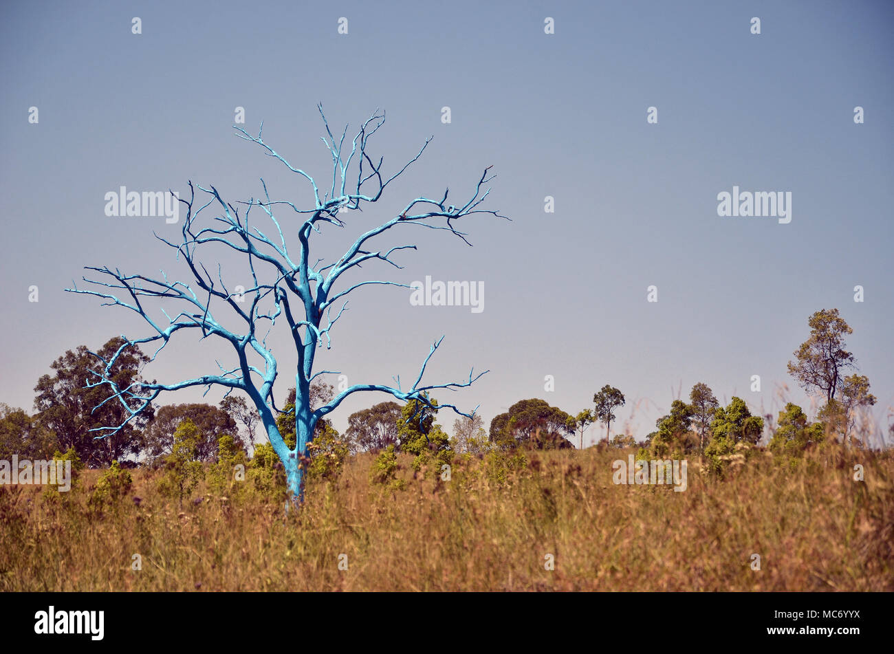 Painted blue dead gum tree in grassy field, Australian Botanic Garden ...