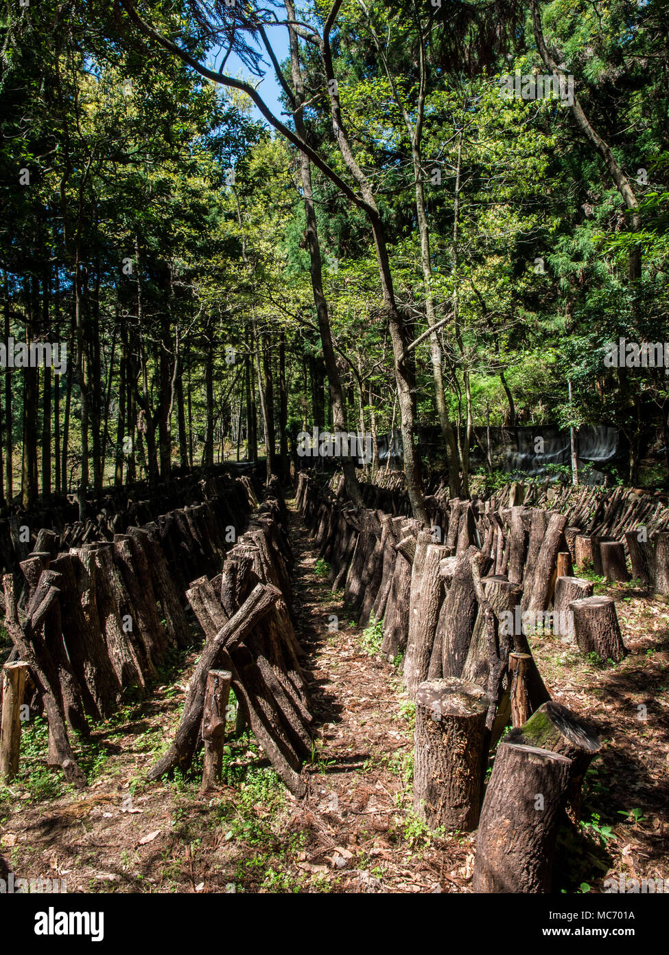 Shiitake Mushrooms Farm