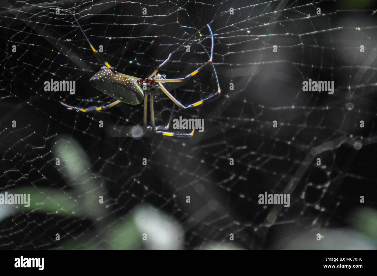 Poisonous but beautifully colored rare spider in a webb, found in the ...