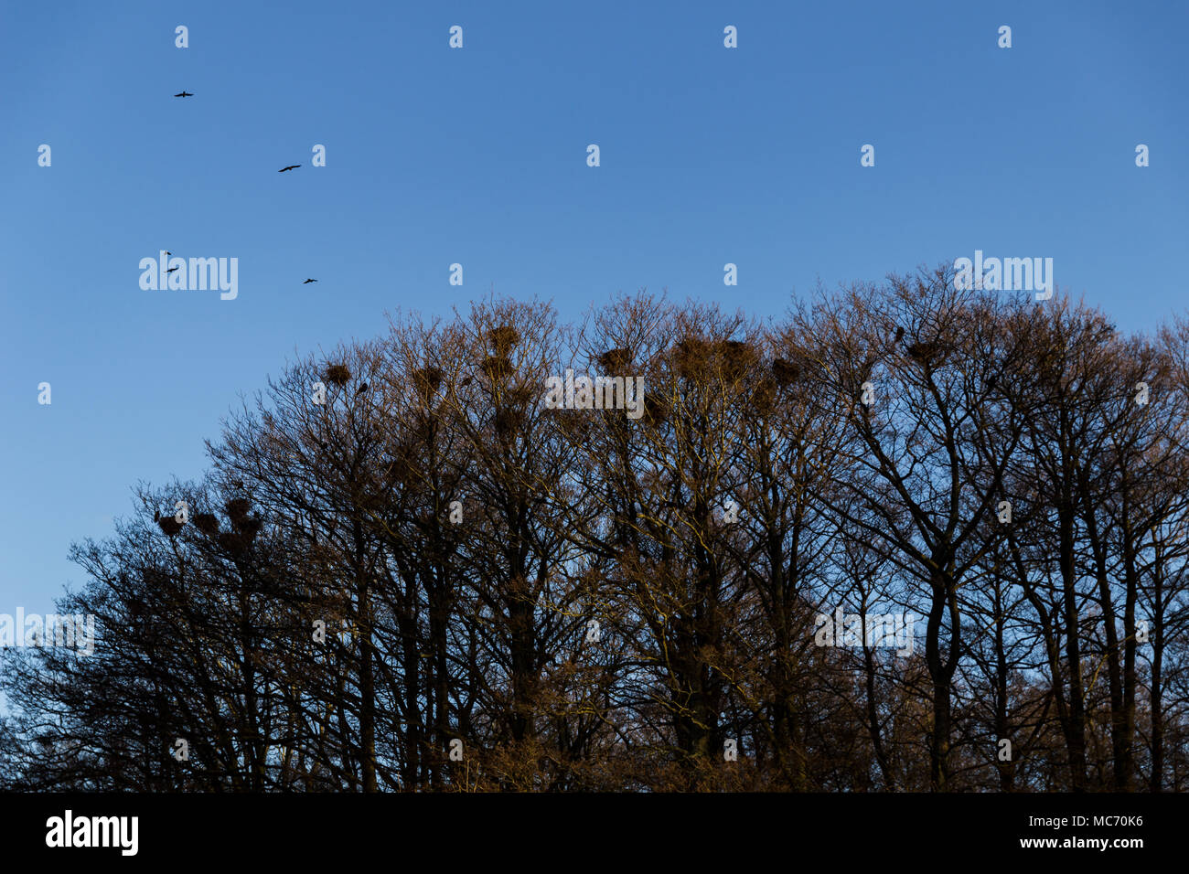 Trees with many magpie nests and birds flying Stock Photo - Alamy