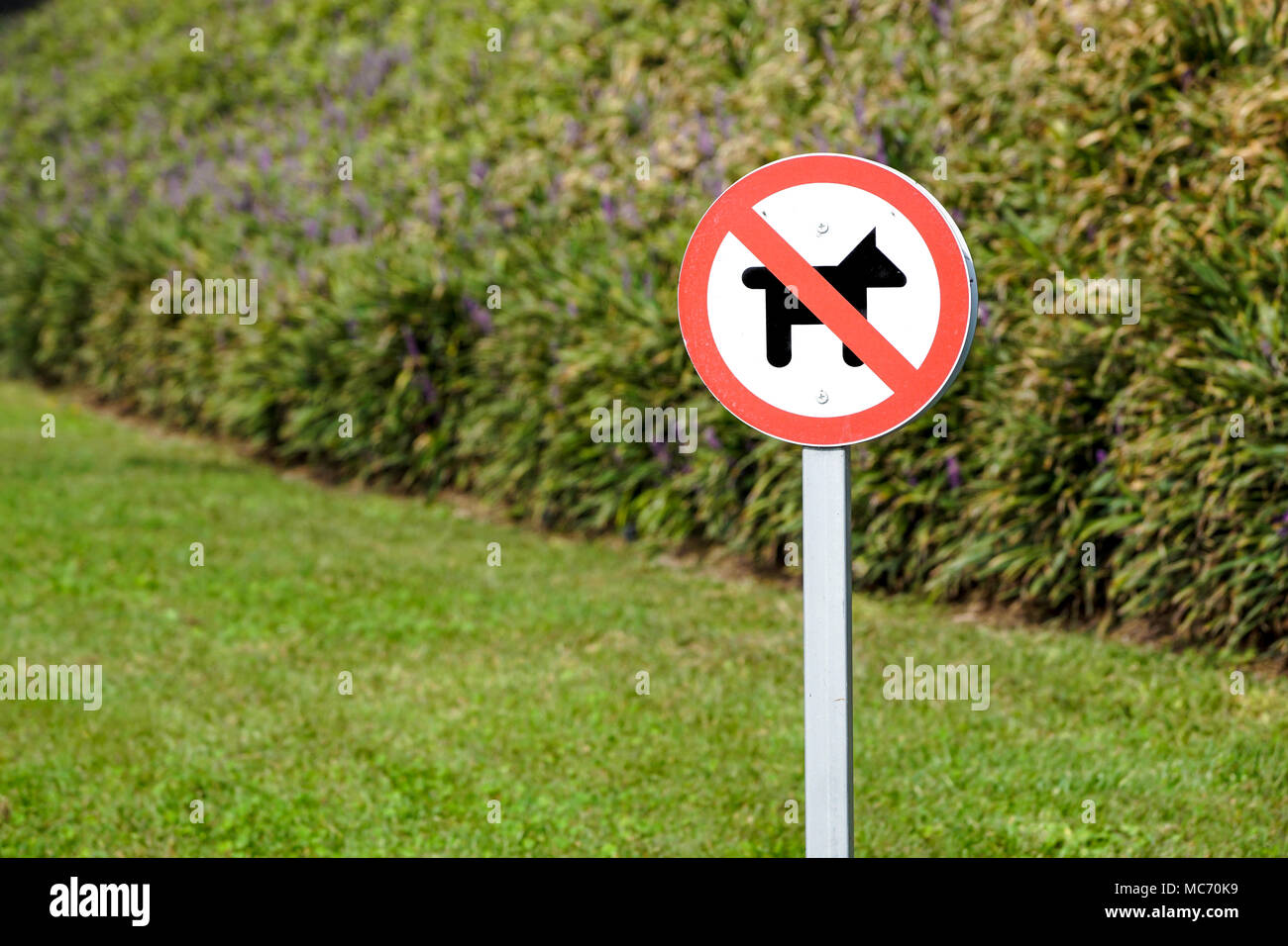 No dog allowed sign in the park Stock Photo - Alamy