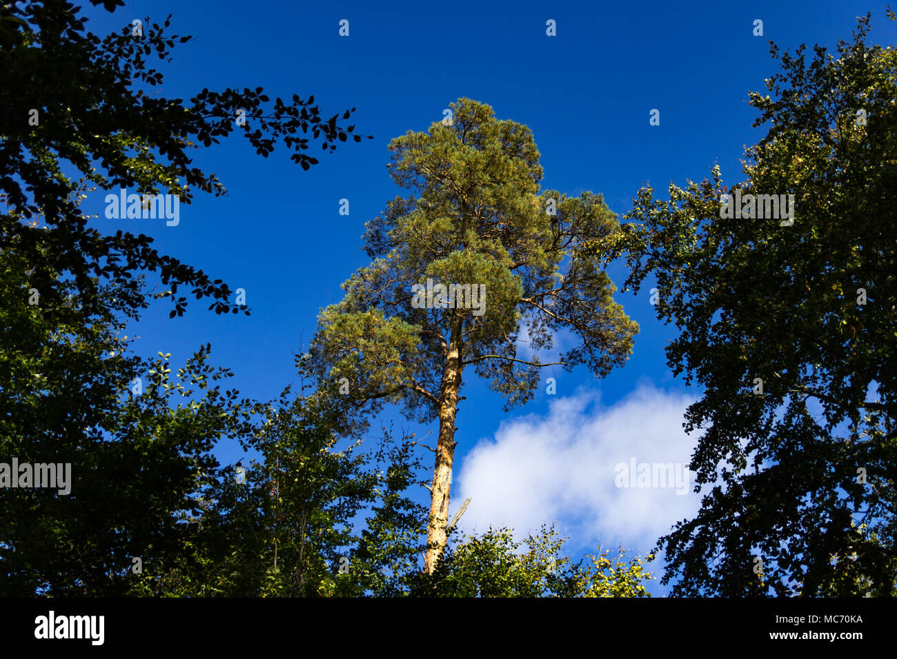 Pinewood tree hi-res stock photography and images - Alamy