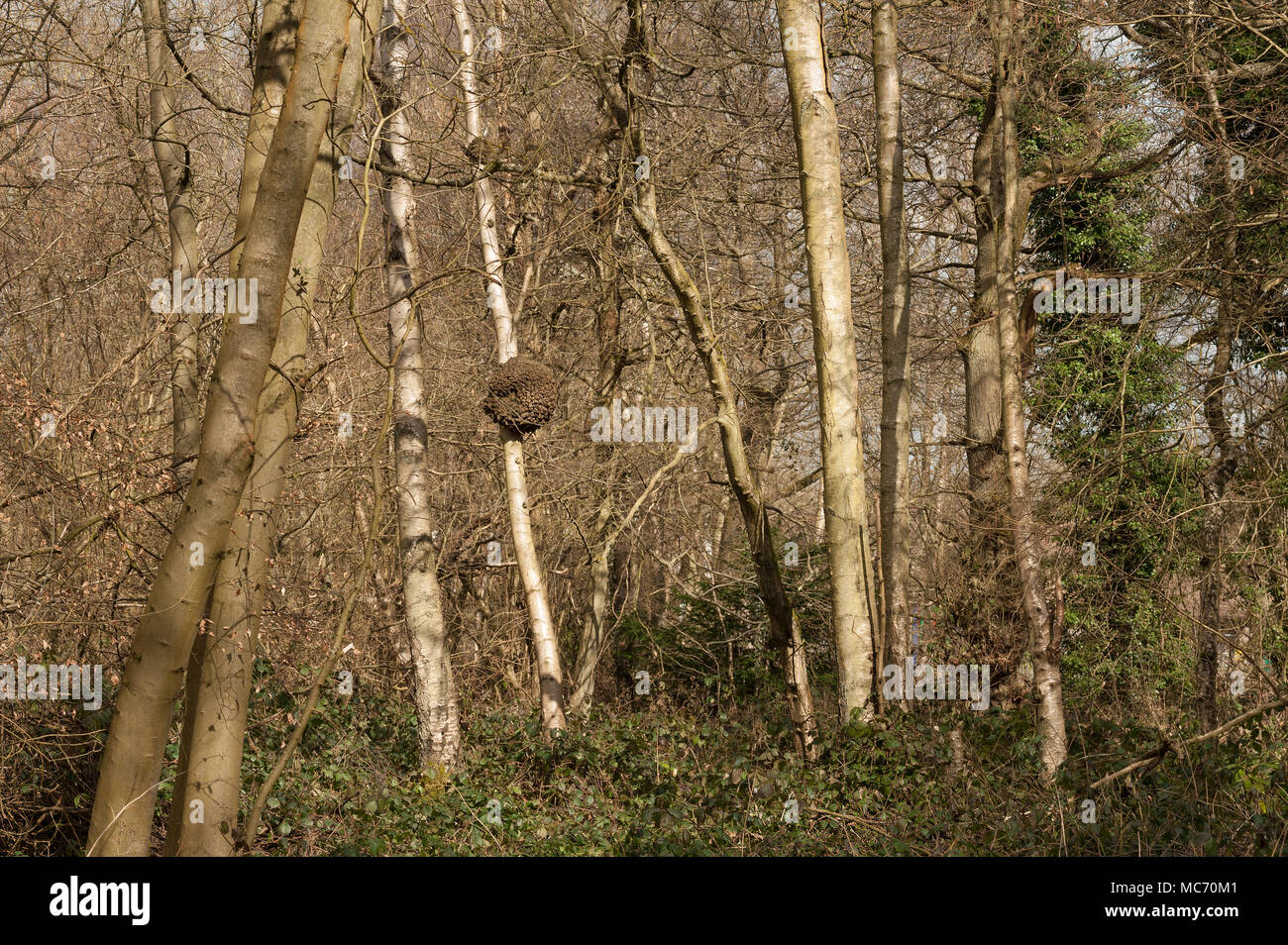 Burl or burr lump growth on silver birch tree most likely caused by ...