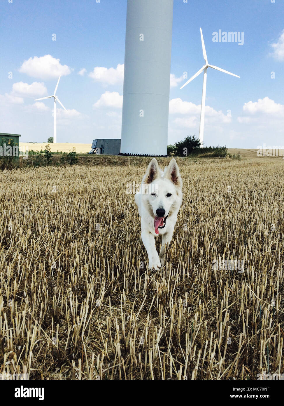 Wolf running towards camera hi-res stock photography and images - Alamy