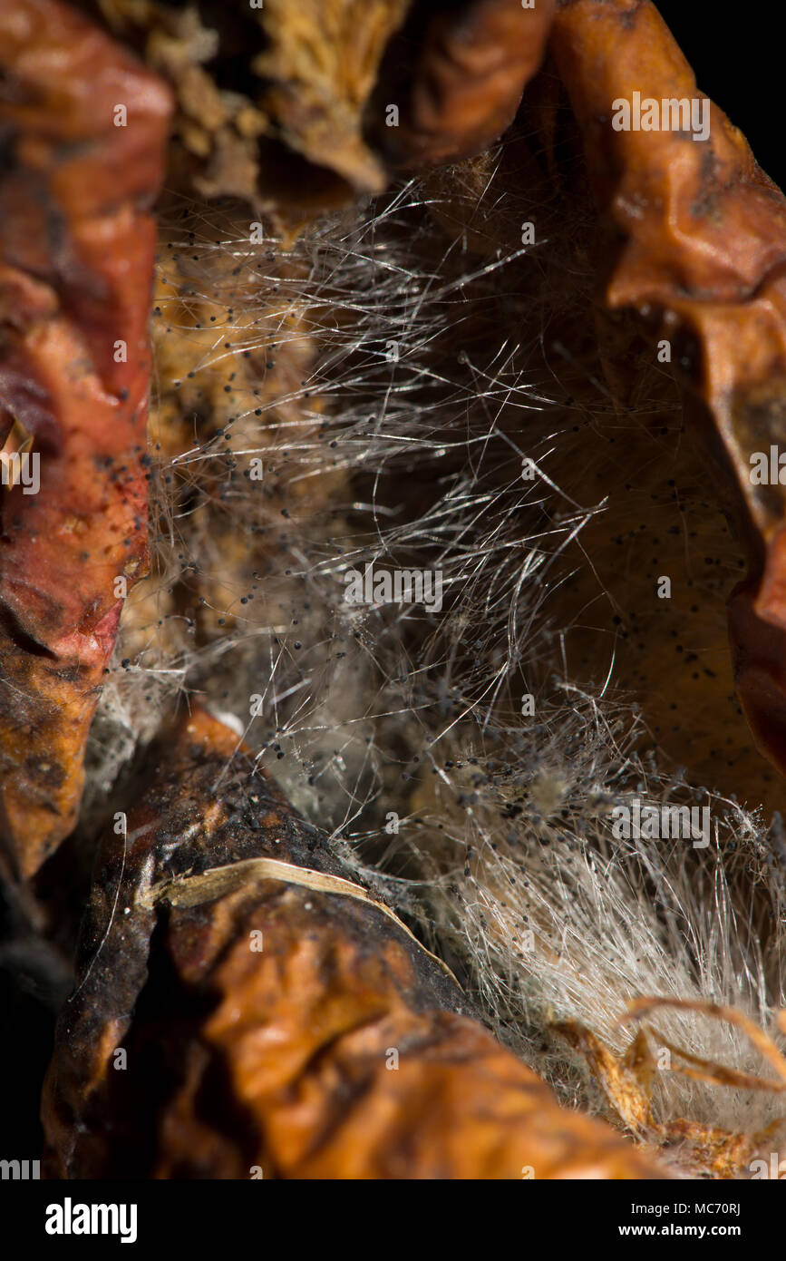 Mucor hyphae hi-res stock photography and images - Alamy
