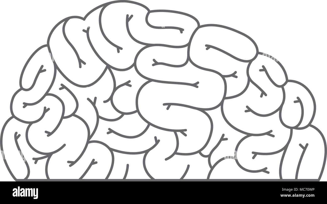 human brain organ icon vector illustration design Stock Vector Image ...