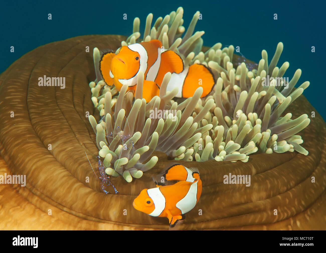 Closed sea anemone hi-res stock photography and images - Alamy