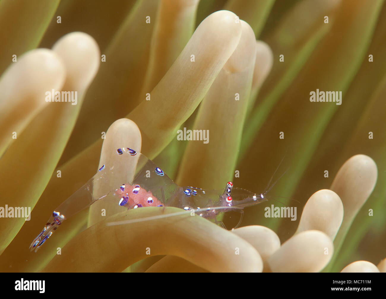 Commensal shrimp , Ancylomenes tosaensis lounges on coral, Bali, Indonesia Stock Photo - Alamy