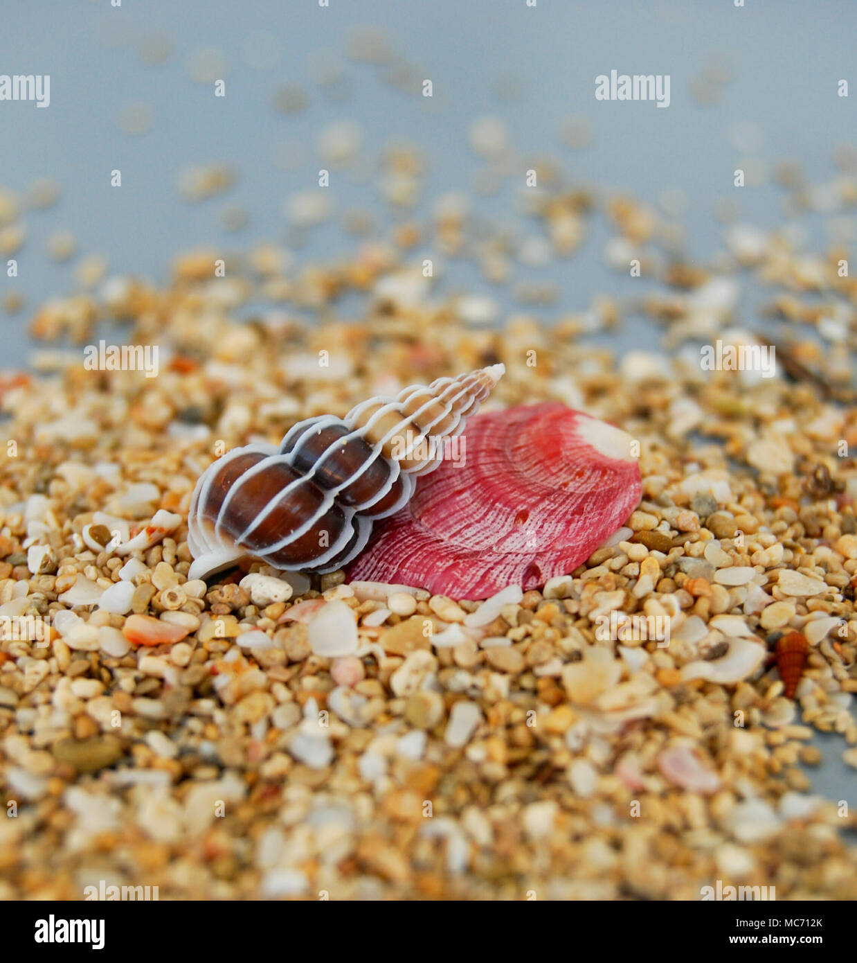 The composition of shells hi-res stock photography and images - Alamy
