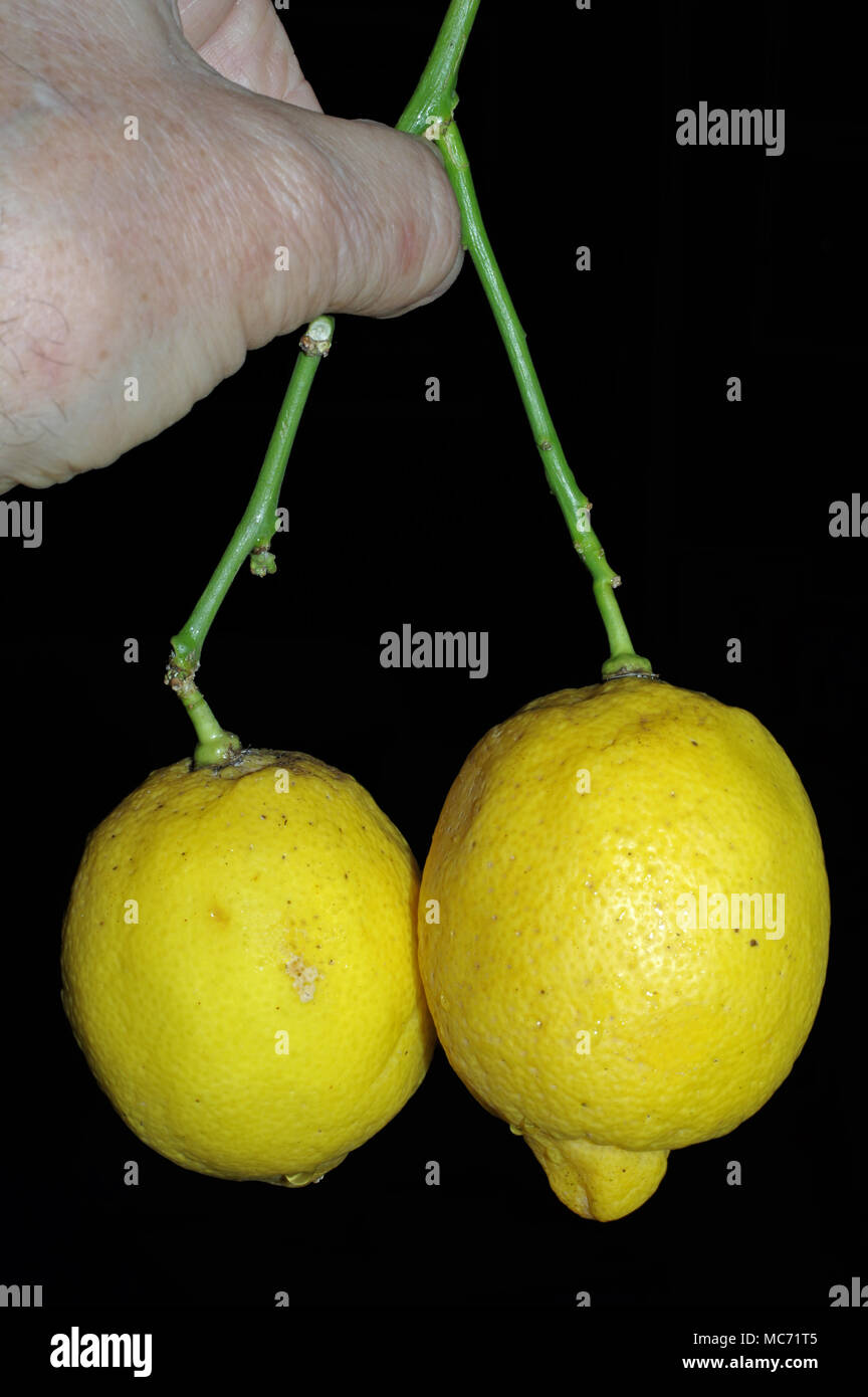 Twin lemons close-up Stock Photo - Alamy