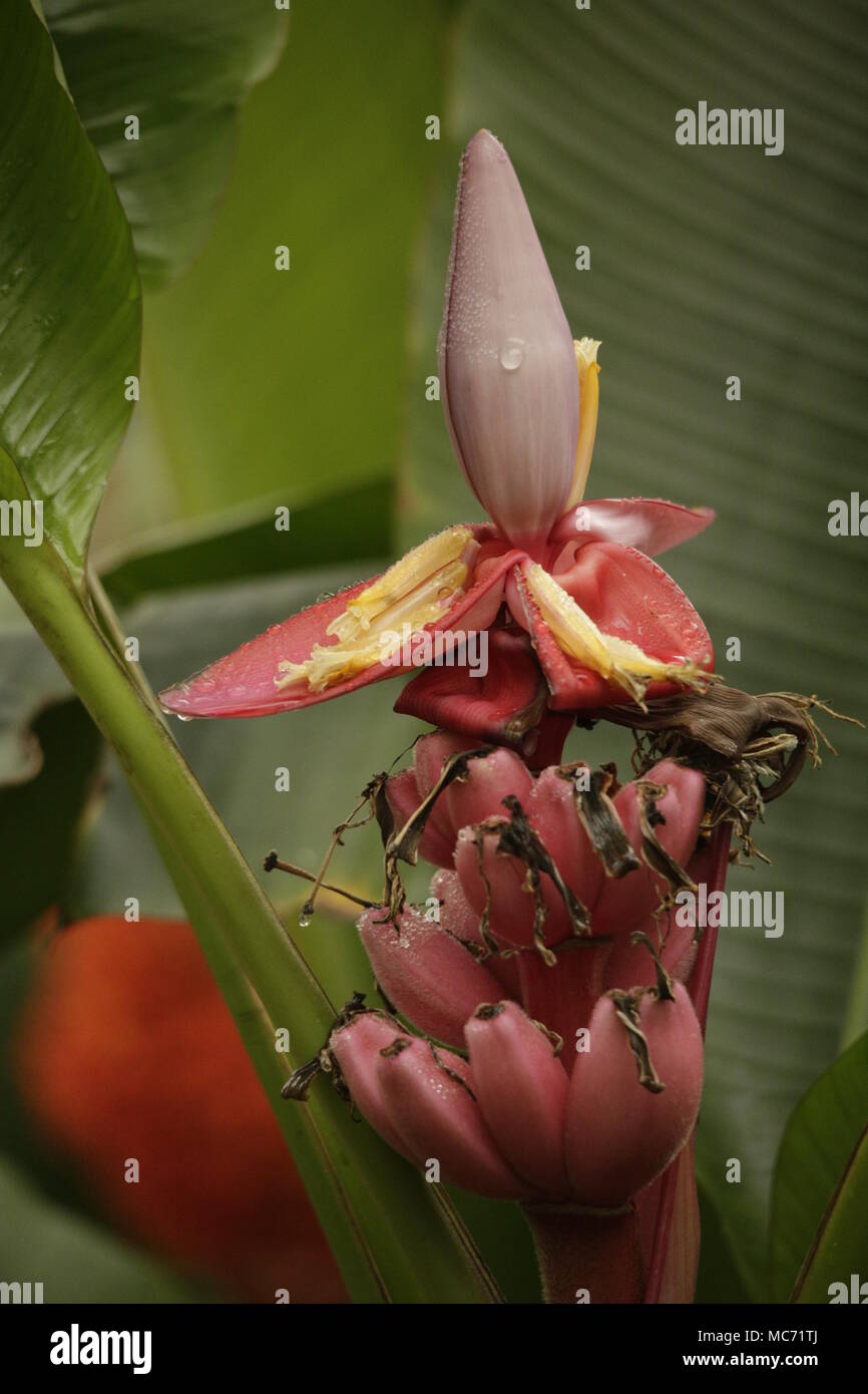 Red bananas growing on a tree in top the flower Stock Photo - Alamy