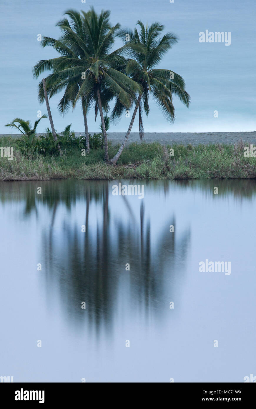 Coconut palm tree, Costa Rica Stock Photo - Alamy