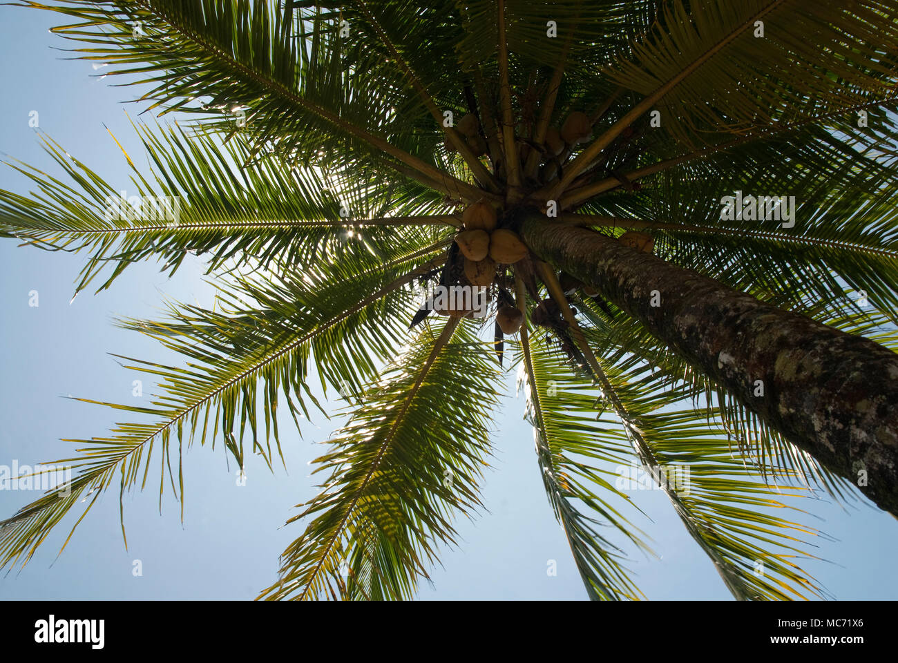 Coconut palm tree, Costa Rica Stock Photo - Alamy