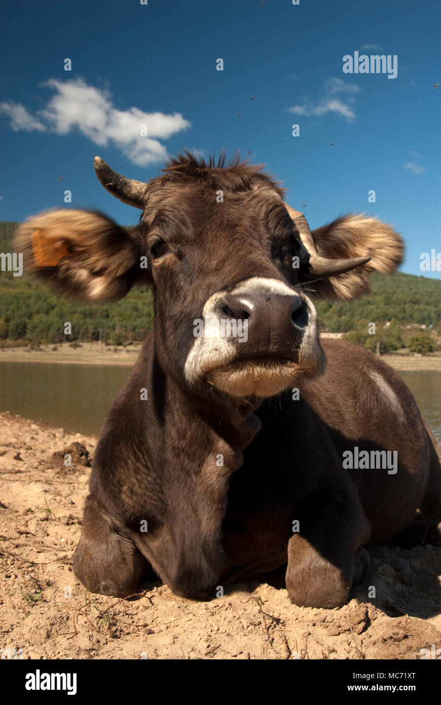 Ruminant herbivores hi-res stock photography and images - Alamy