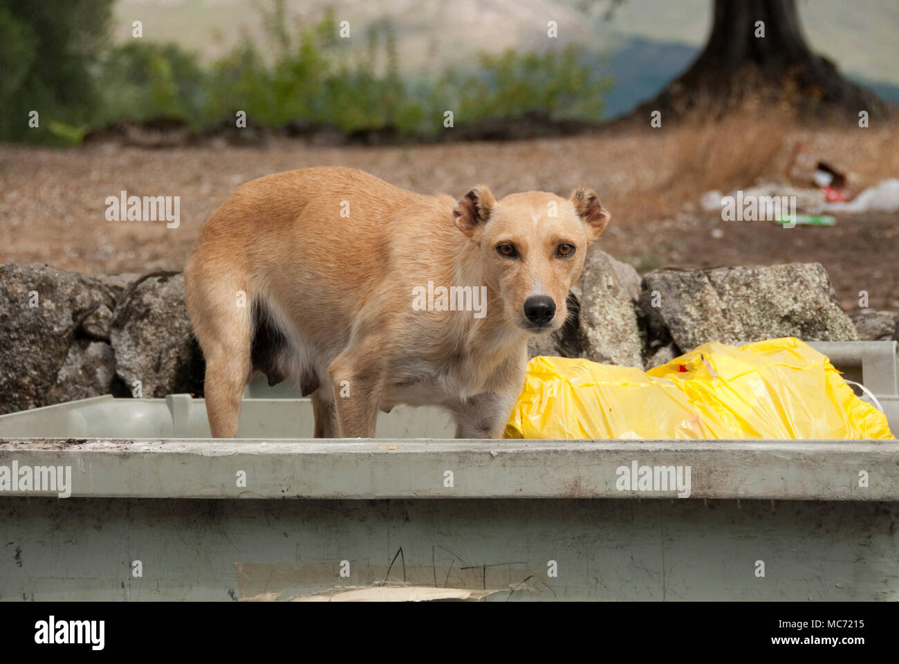 Dog looking for food in dumpster Stock Photo - Alamy