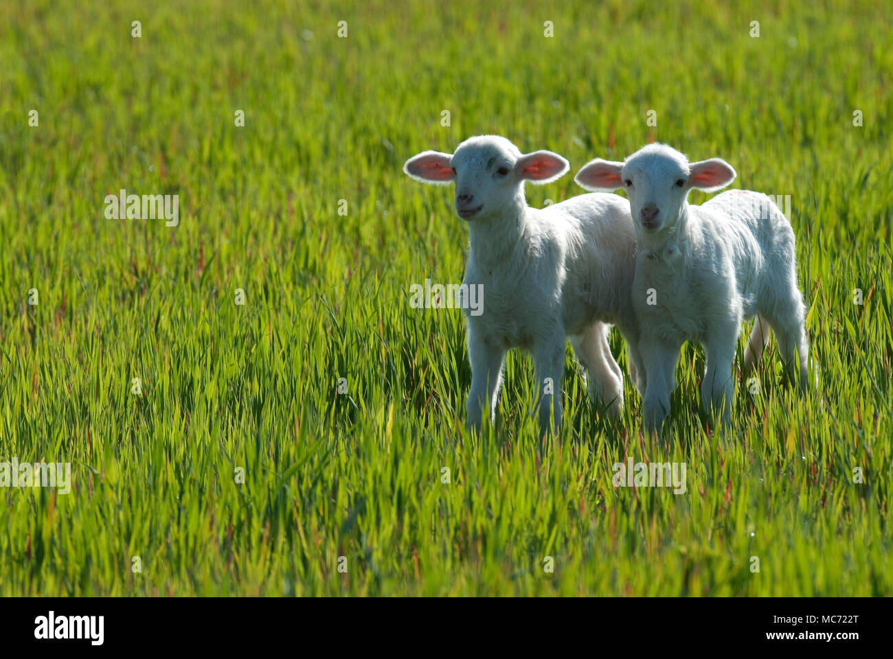 Ewe and lambs hi-res stock photography and images - Alamy
