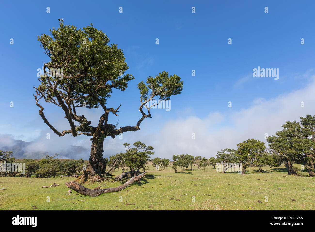Fanal hi-res stock photography and images - Alamy