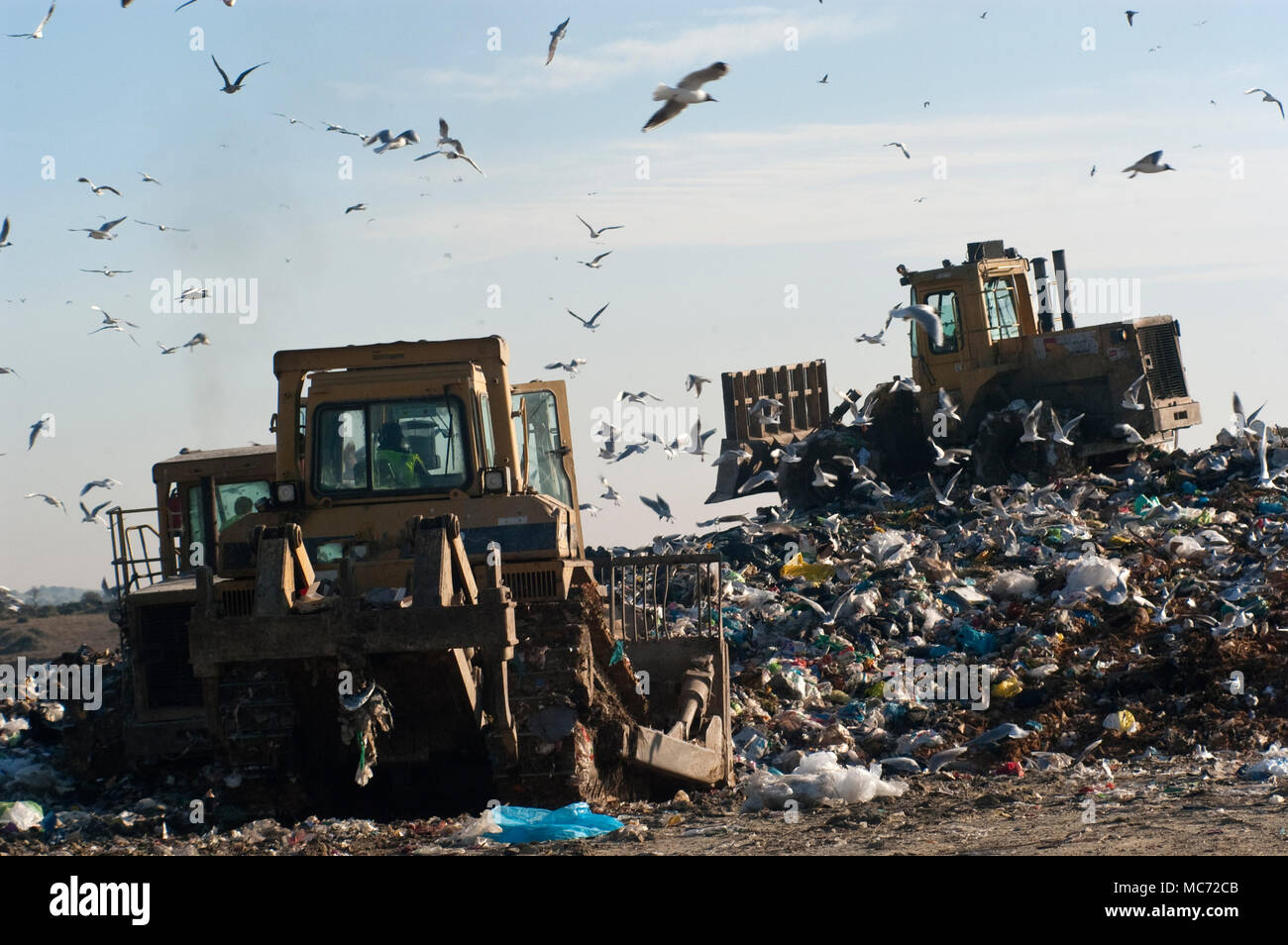 Seagulls trash dump hi-res stock photography and images - Alamy