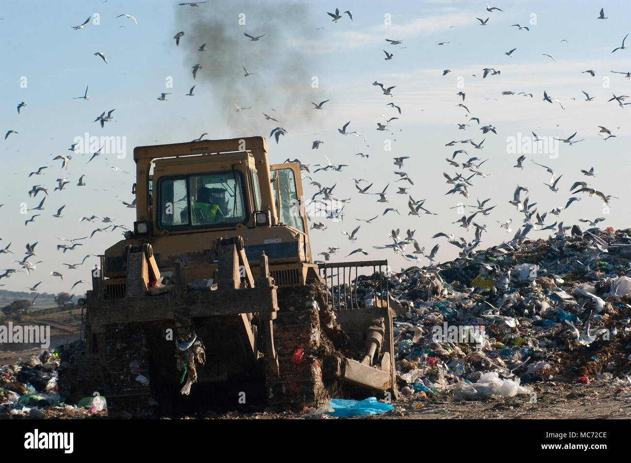 Plastic debris birds hi-res stock photography and images - Alamy