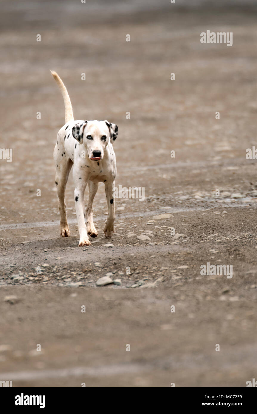 Mangy dog hi-res stock photography and images - Alamy