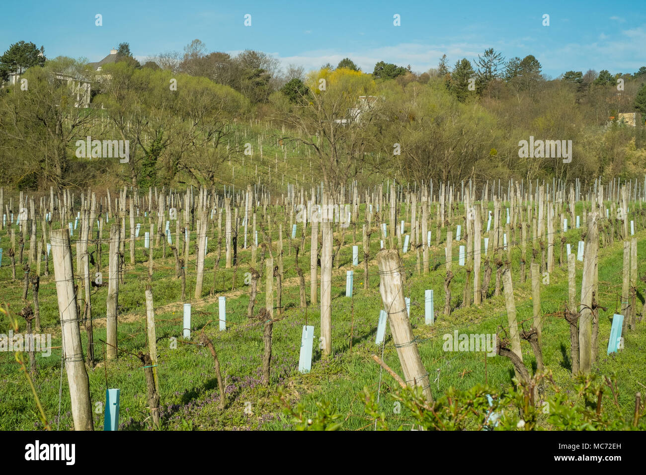 Wienerwald vienna woods hi-res stock photography and images - Alamy