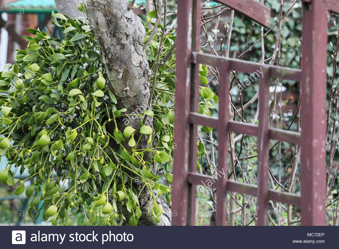 Clinging Plants Stock Photos & Clinging Plants Stock Images - Alamy