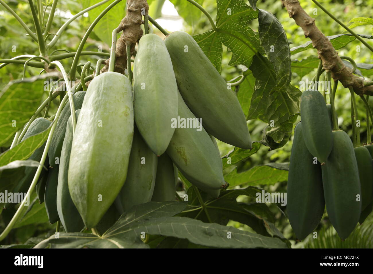 tropical fruit papaya Stock Photo - Alamy