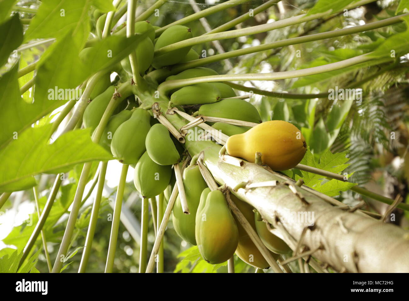 tropical fruit papaya Stock Photo - Alamy