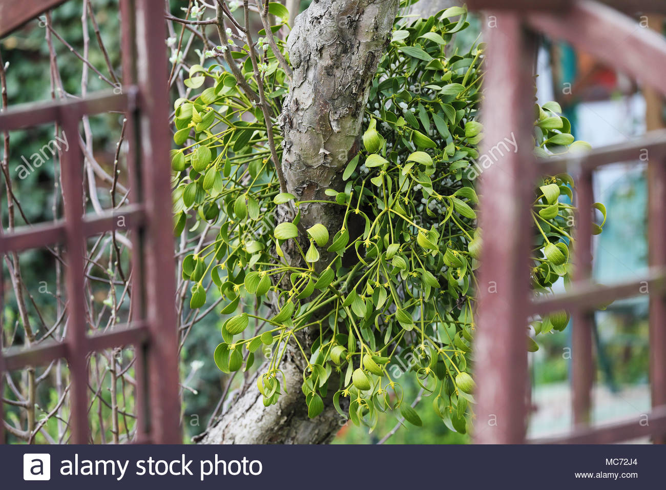 Clinging Plants Stock Photos & Clinging Plants Stock Images - Alamy