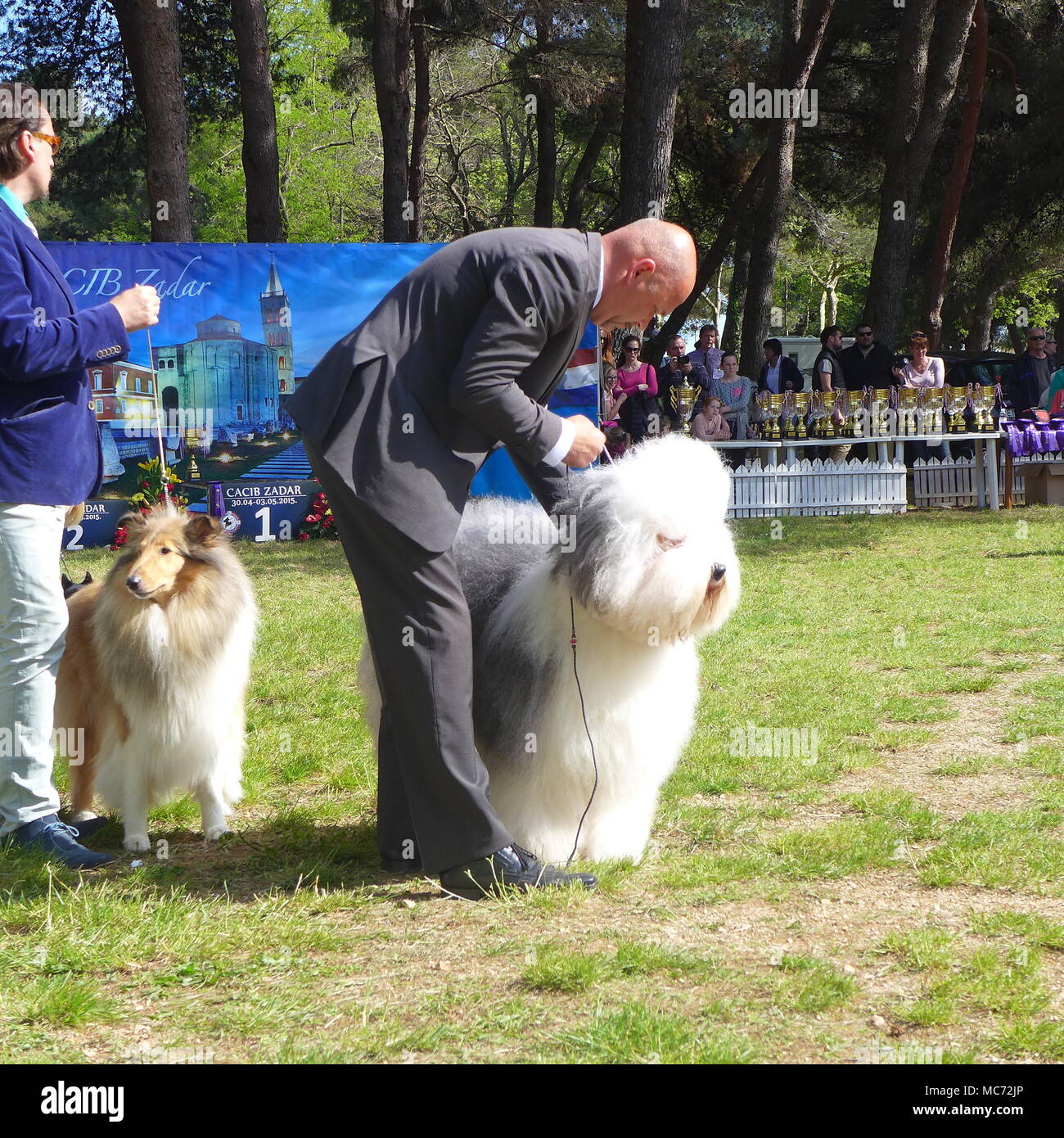At the dog show Stock Photo - Alamy