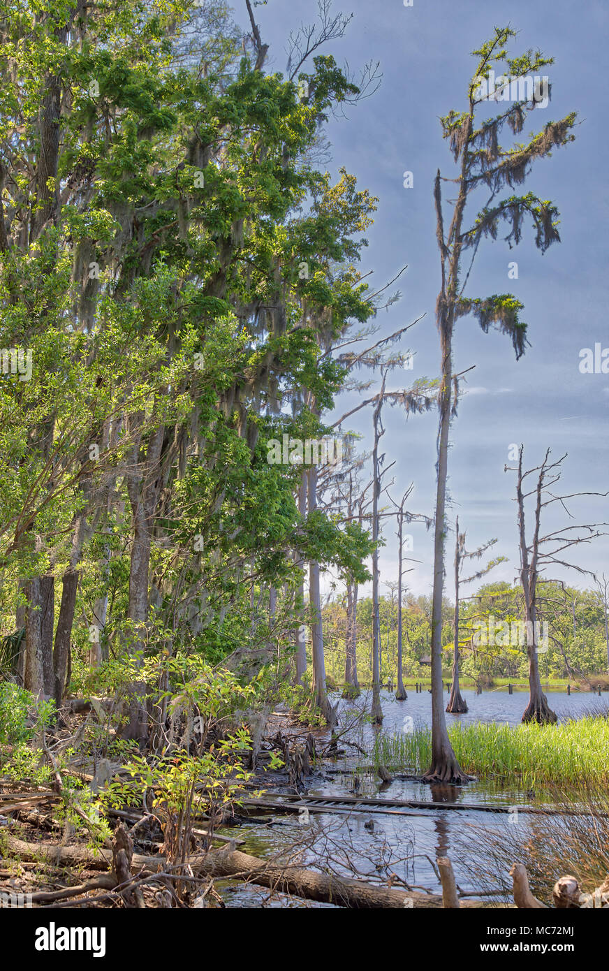 Walter Jones Park Stock Photo - Alamy