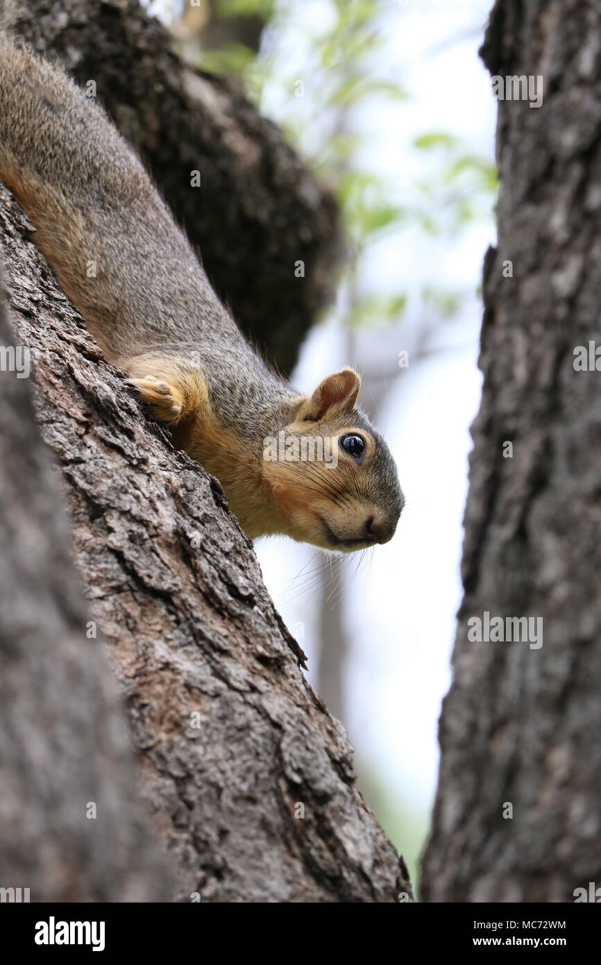 Scared tree hi-res stock photography and images - Alamy