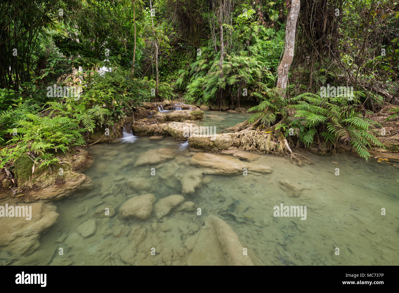 Daylight trees and ponds hi-res stock photography and images - Alamy