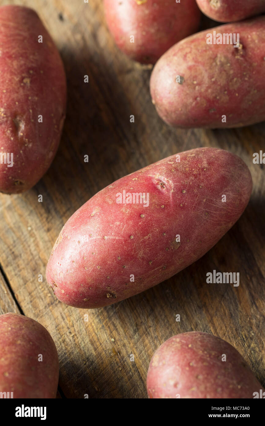 Raw Organic Red Fingerling Potatoes Ready to Cut Stock Photo - Alamy