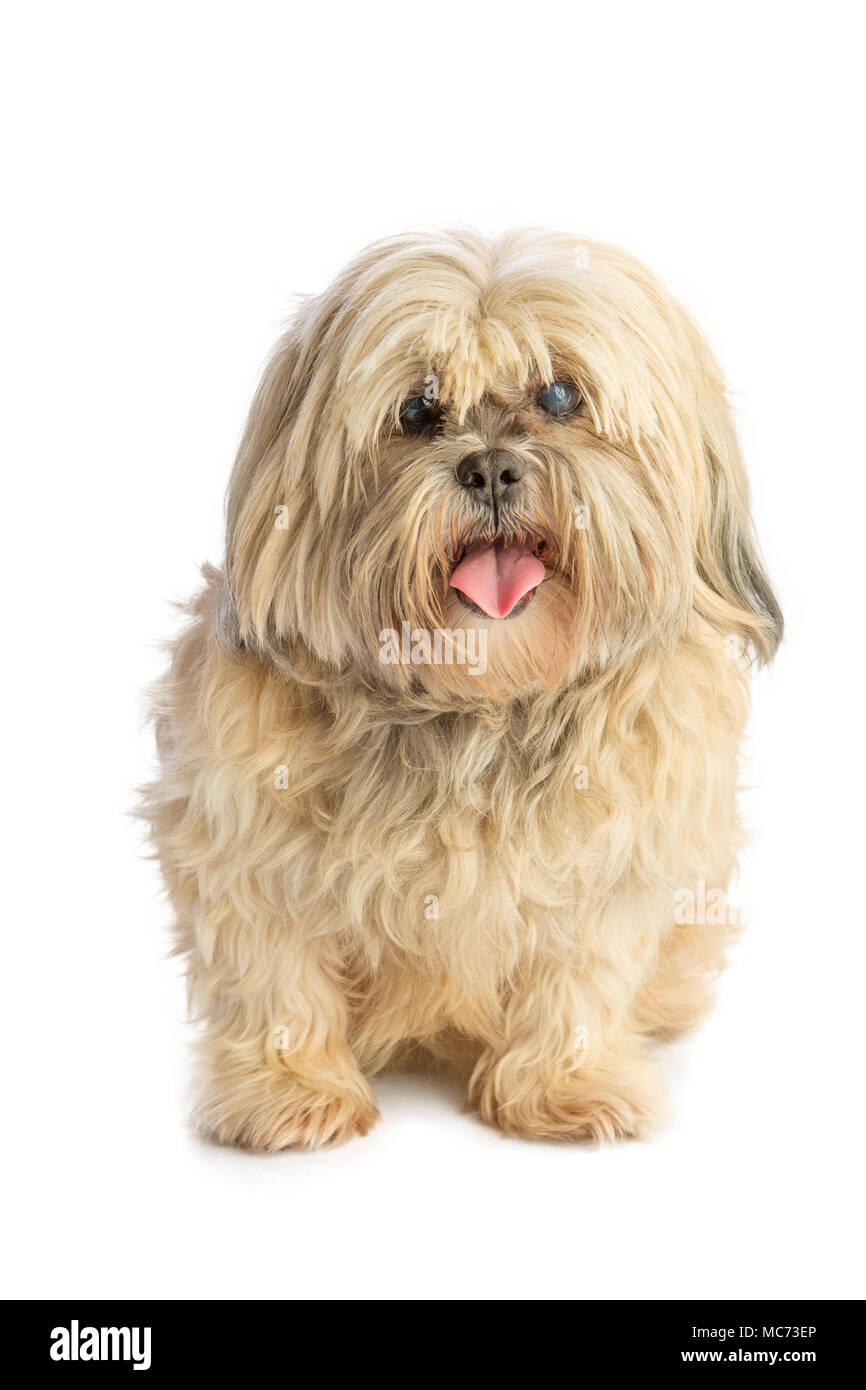 Lhassa apso hi-res stock photography and images - Alamy