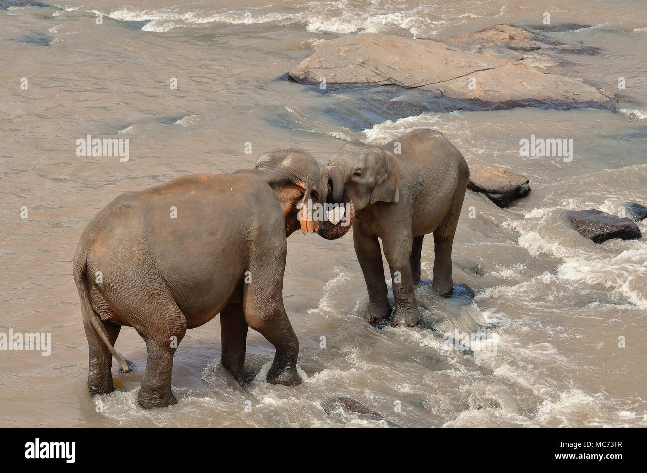 Elephant orphanage Pinnawela in Sri Lanka. Animals bathing in the river ...
