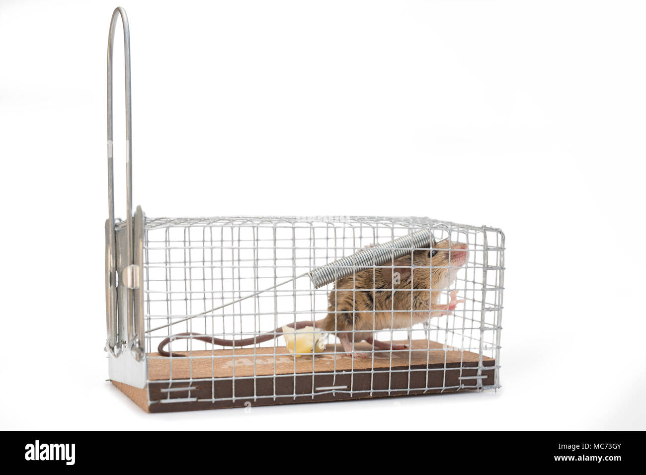 mouse trapped in a cage on a white background Stock Photo - Alamy