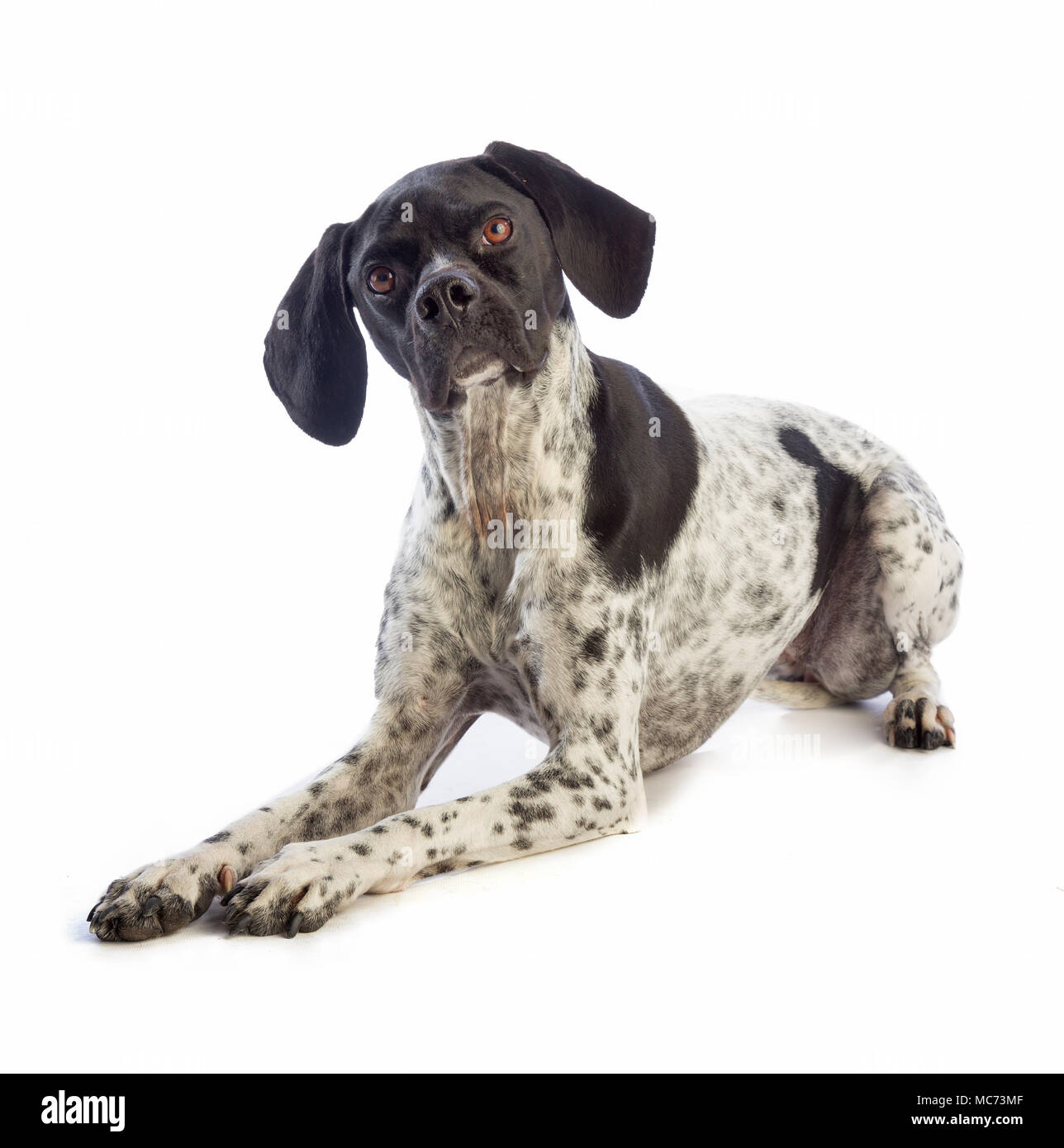 Black and white hunting dog on white background Stock Photo - Alamy