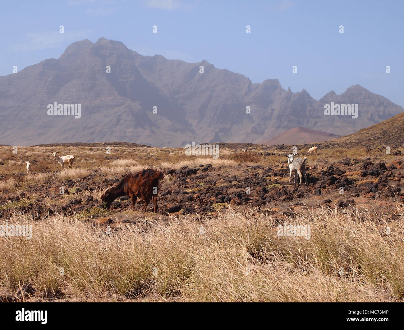 Africa scrubland rocky hi-res stock photography and images - Alamy