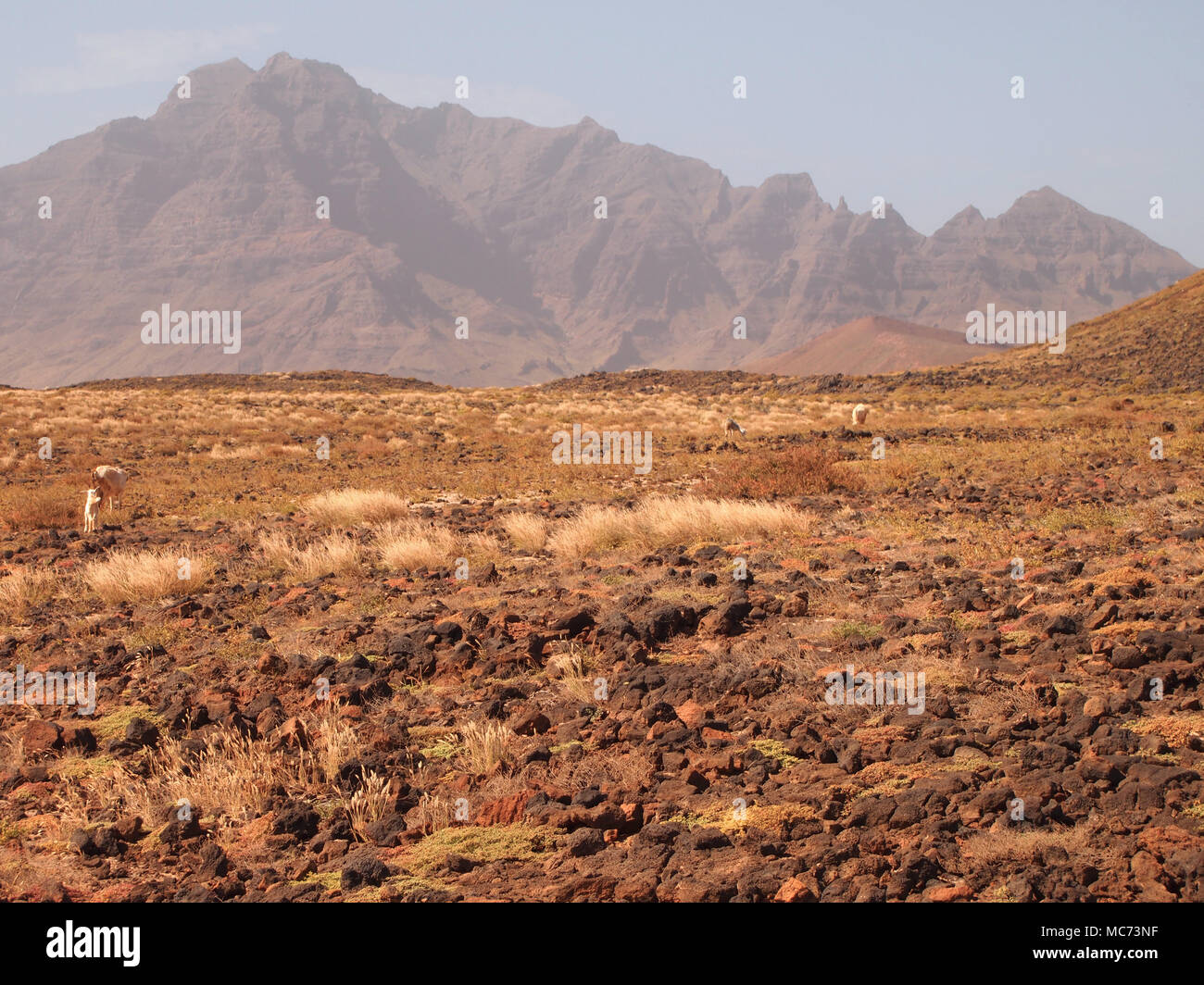 Africa scrubland rocky hi-res stock photography and images - Alamy