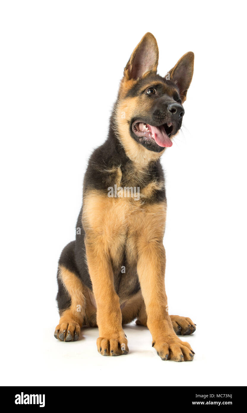 Shepherd race hi-res stock photography and images - Alamy