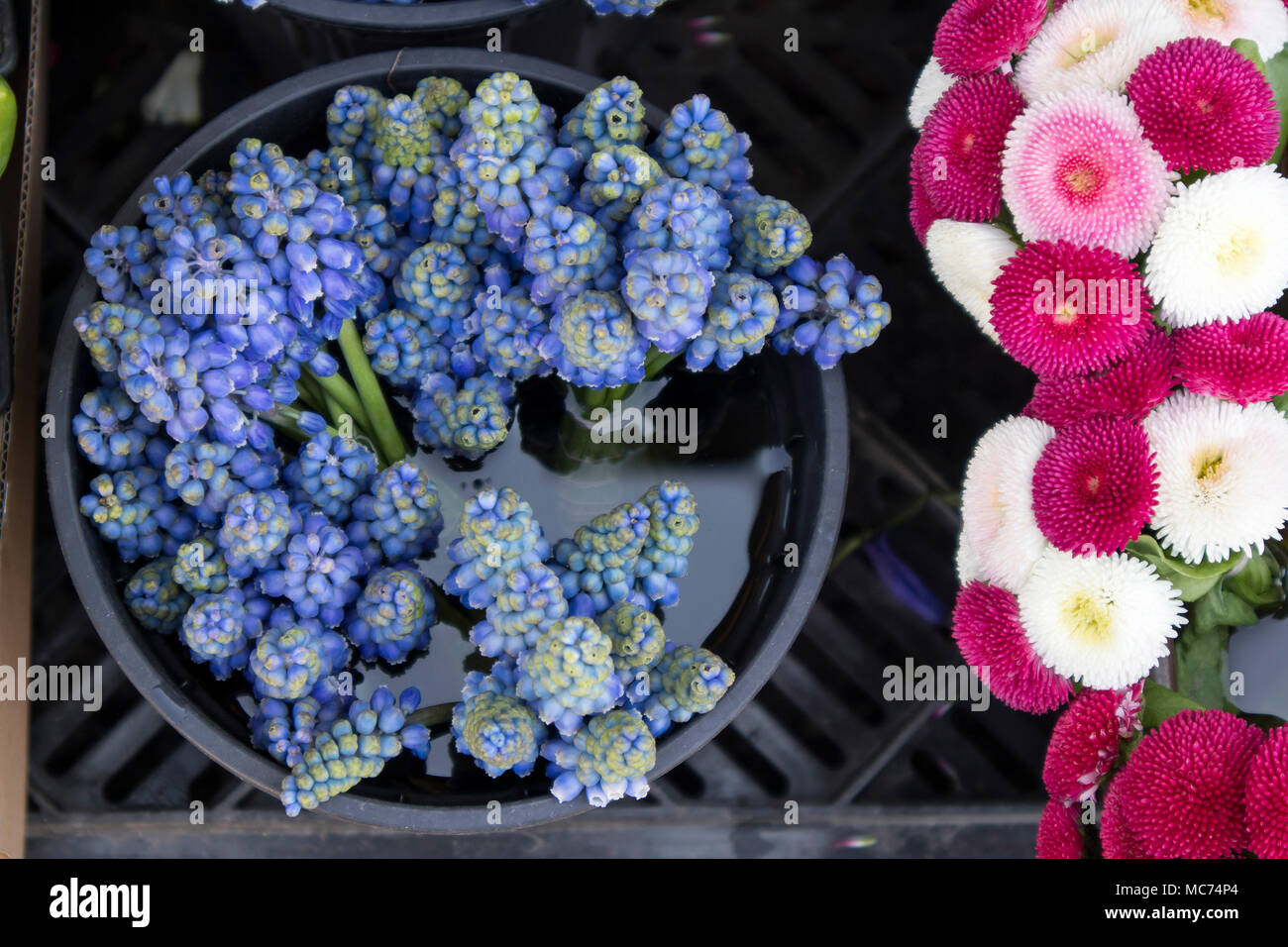 the Muscari and Daisy Flowers border on the bucket Stock Photo - Alamy