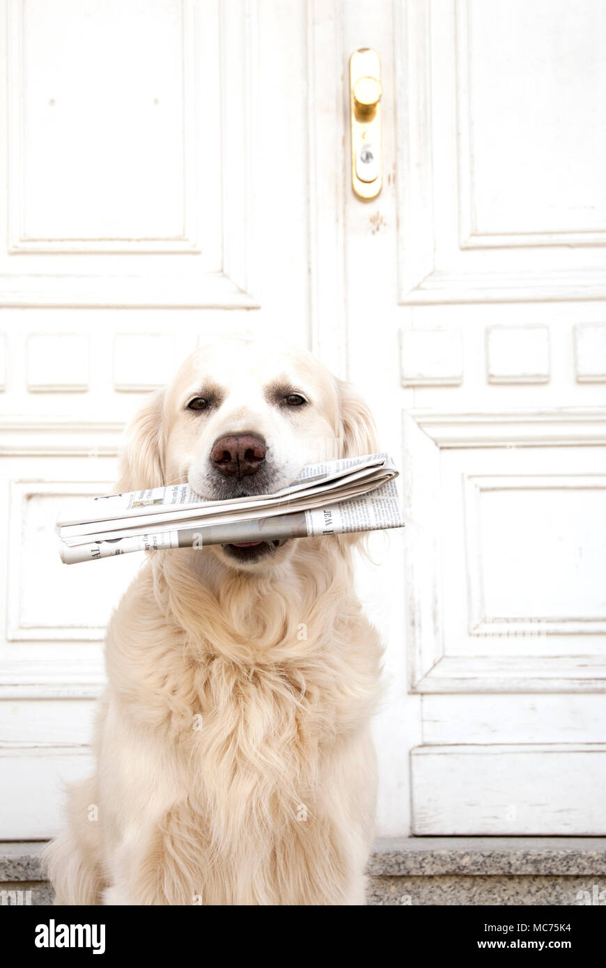 Dog Bringing The Paper High Resolution Stock Photography and Images - Alamy